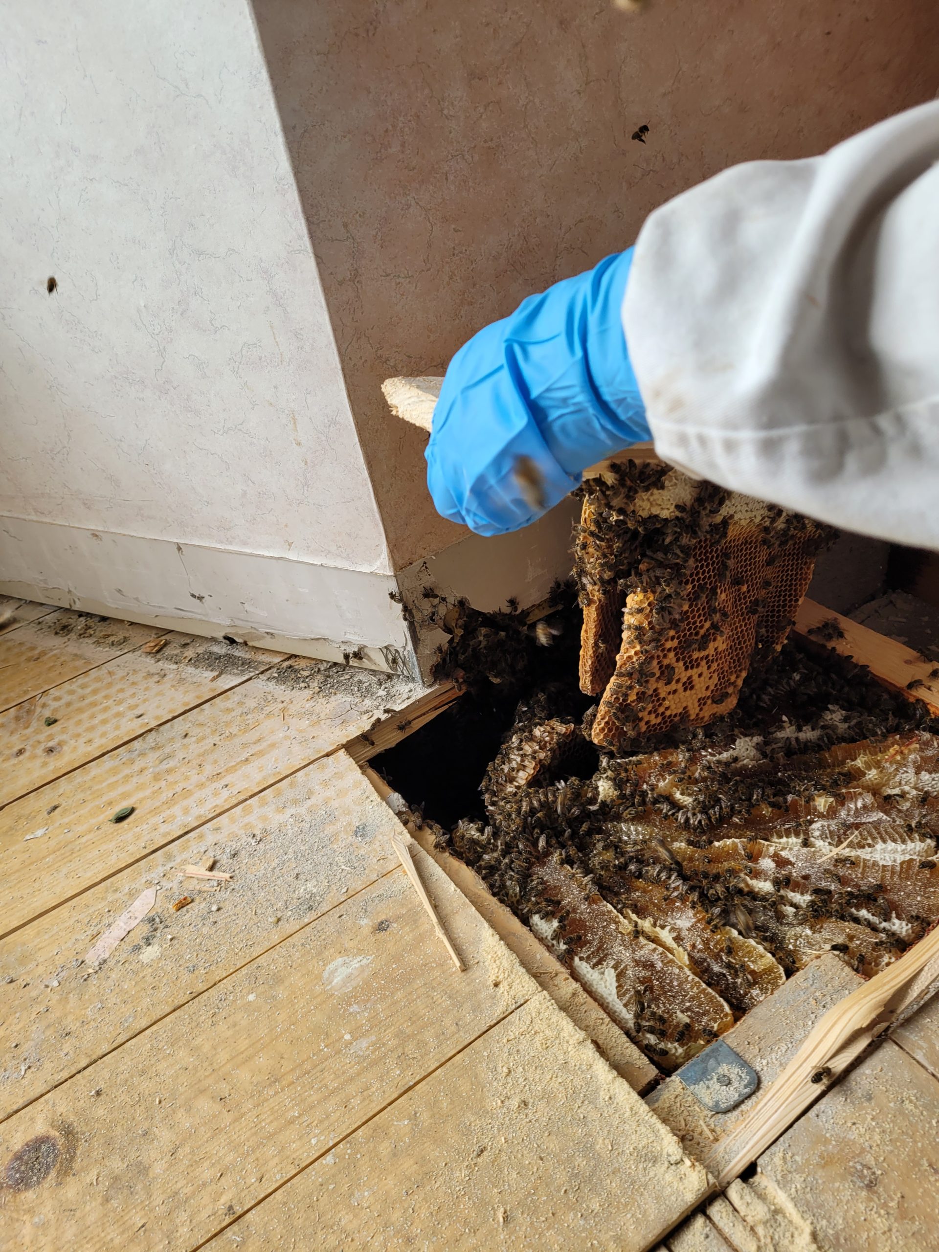 Honey Bee Removal - Boyles Irish Pantry