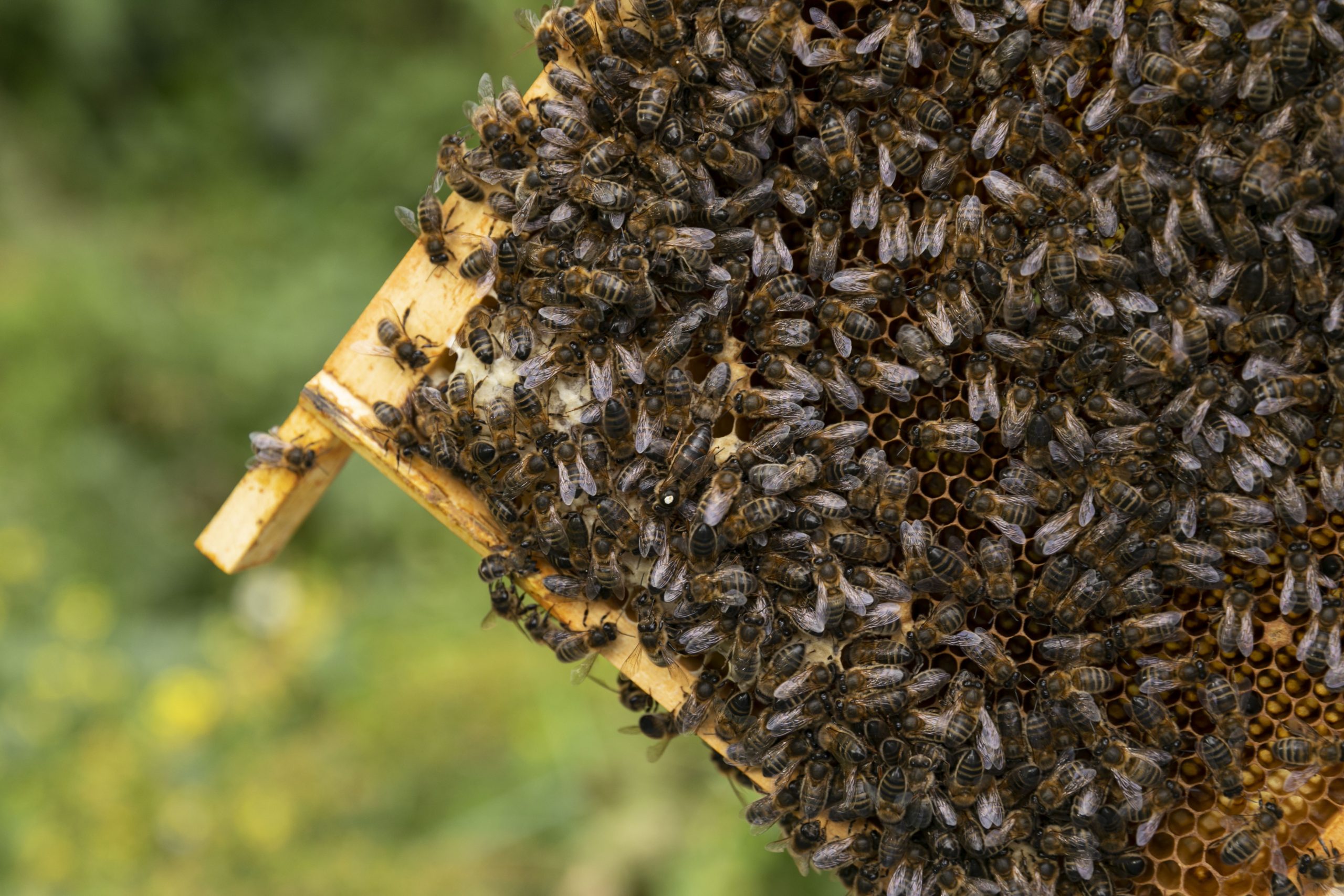 Bee conservation honey native irish honey bee